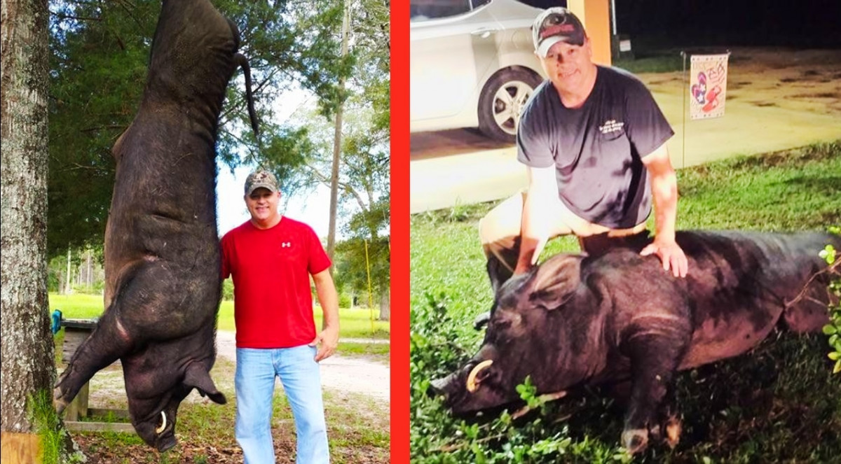 Alabama Man Takes Down 820-Lb Wild Boar In His Front Yard