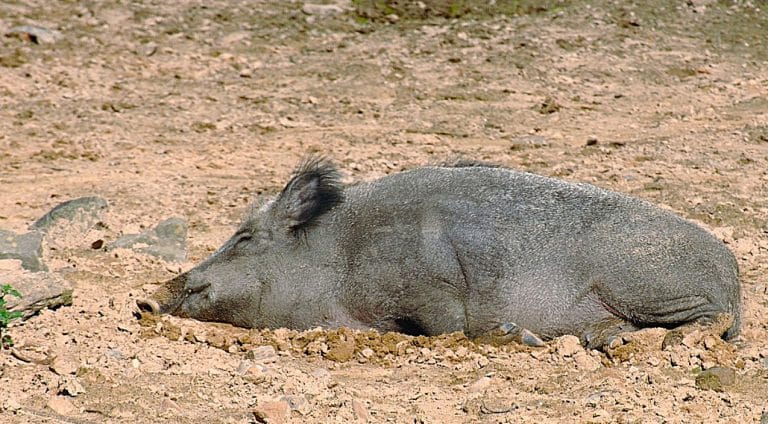 Pig Steals 18 Beers From Campers, Gets Drunk & Starts A Fight With Cow