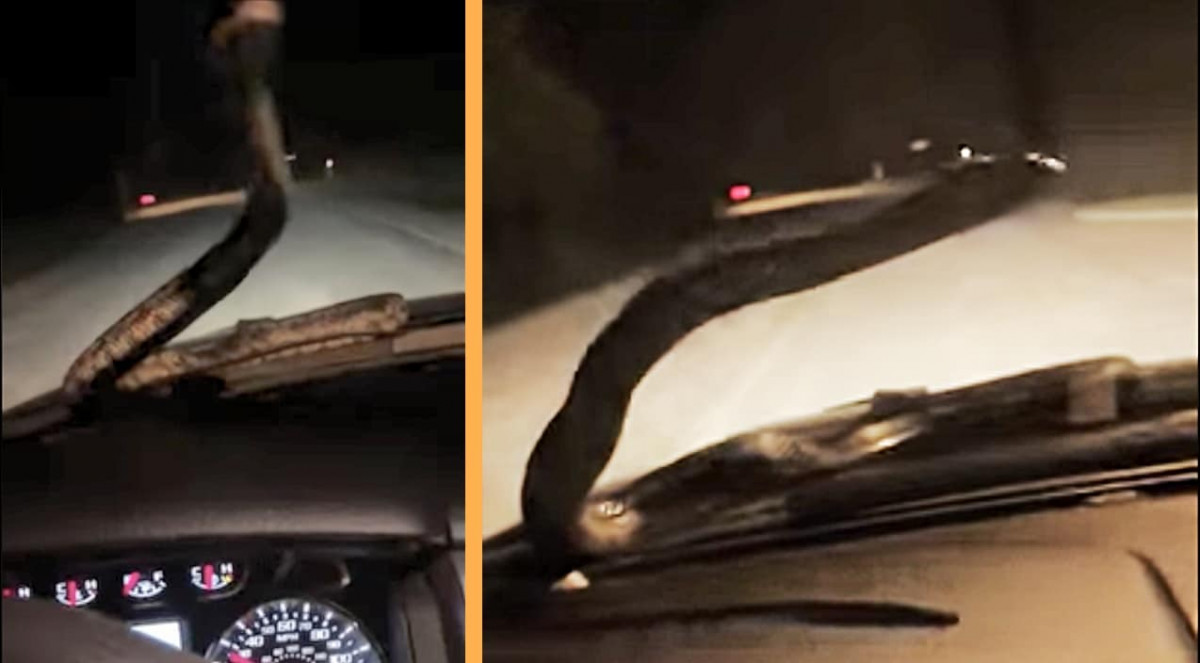 Video Goes Viral After Huge Snake Traps Man Inside Truck
