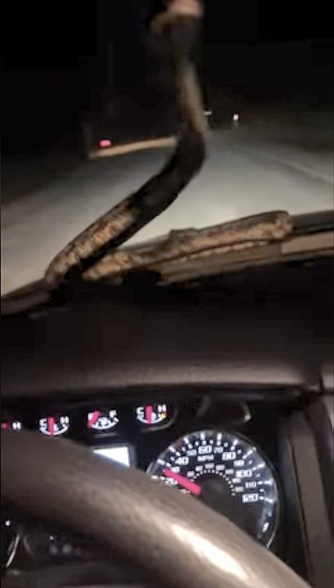 Video Goes Viral After Huge Snake Traps Man Inside Truck