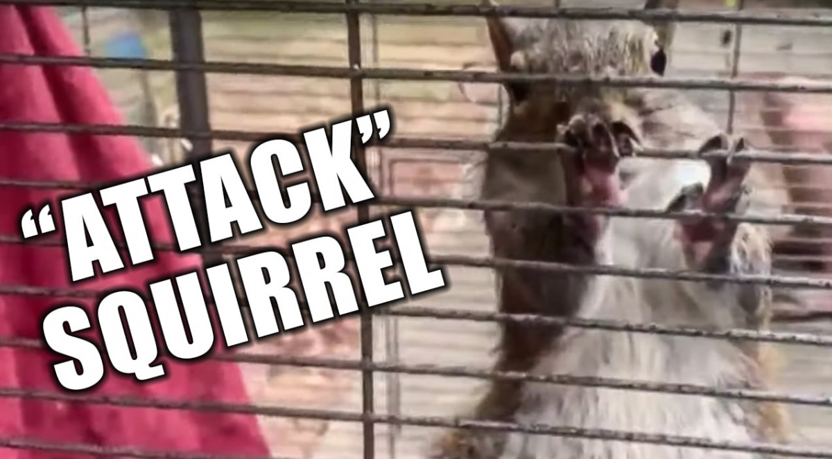 Officers Find An "Attack" Squirrel During Meth Raid