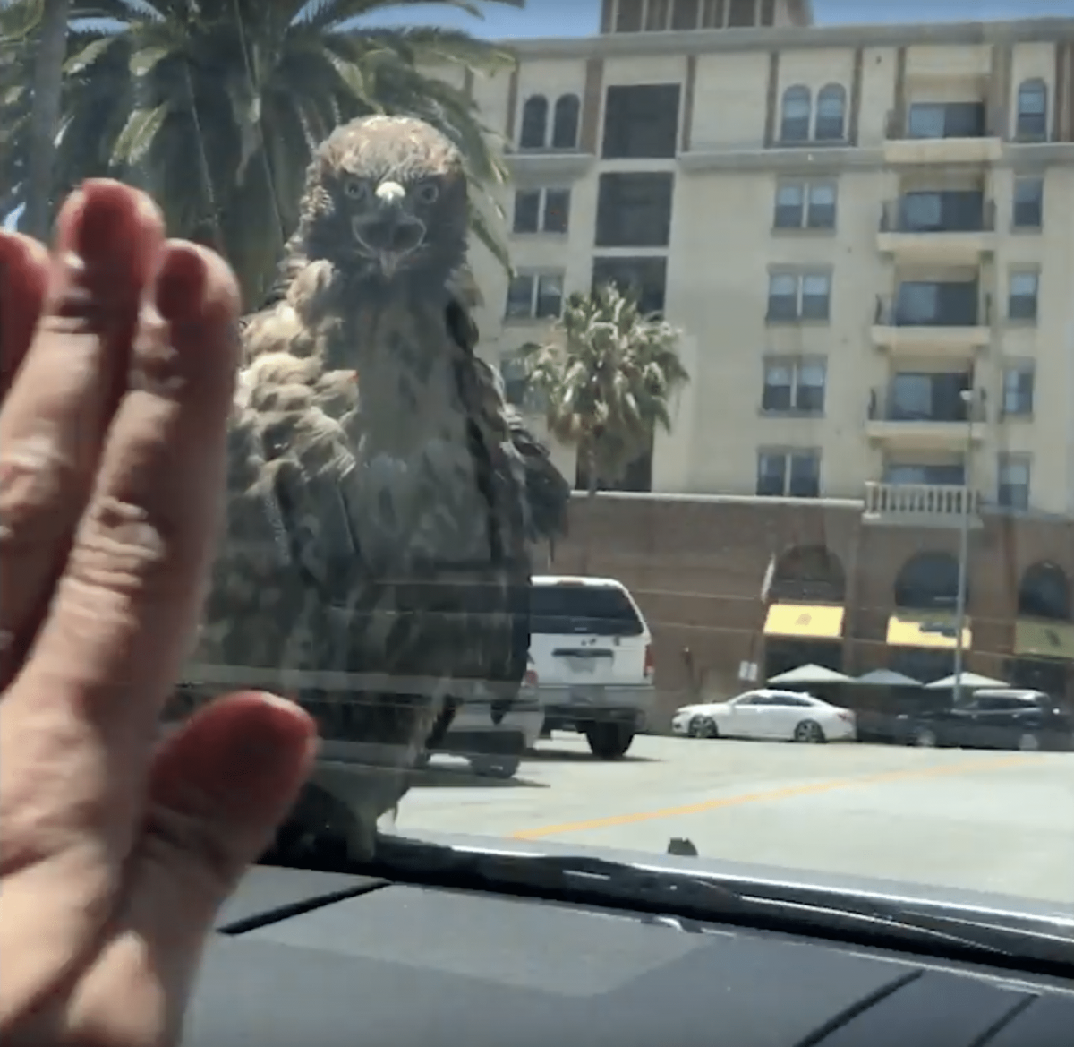 Video Shows Red Tail Hawk Riding On Hood Of Car For 15 Minutes