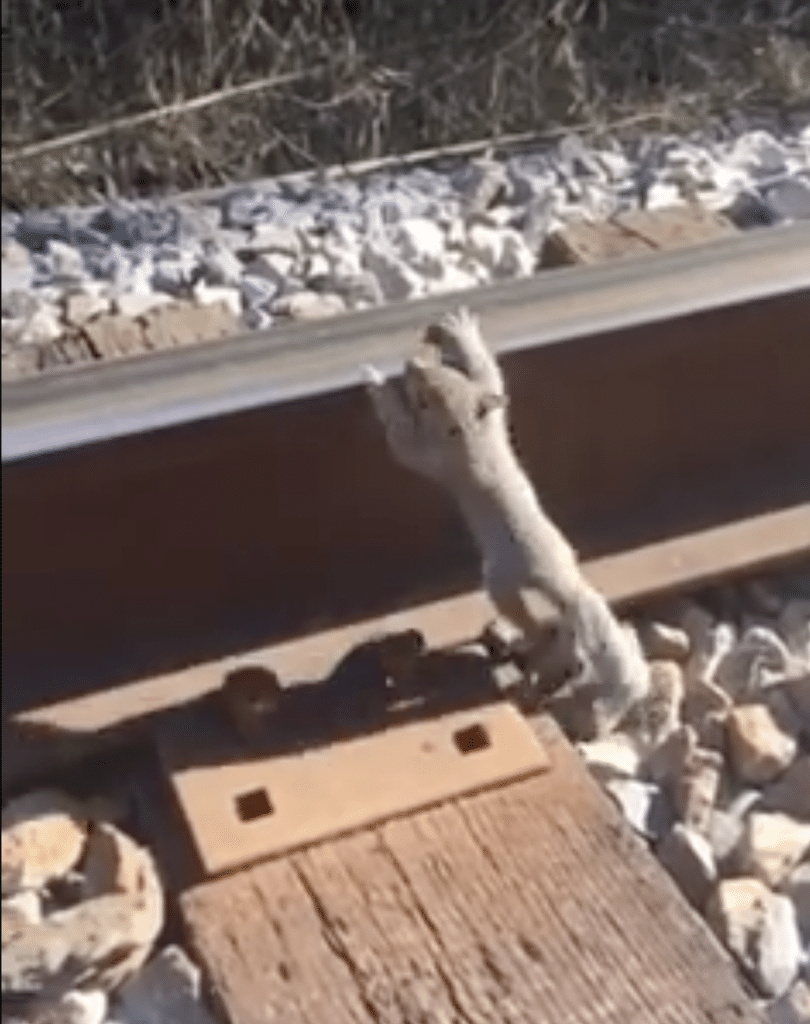 Baby Squirrel Stuck Between Railroad Tracks Asks For Help