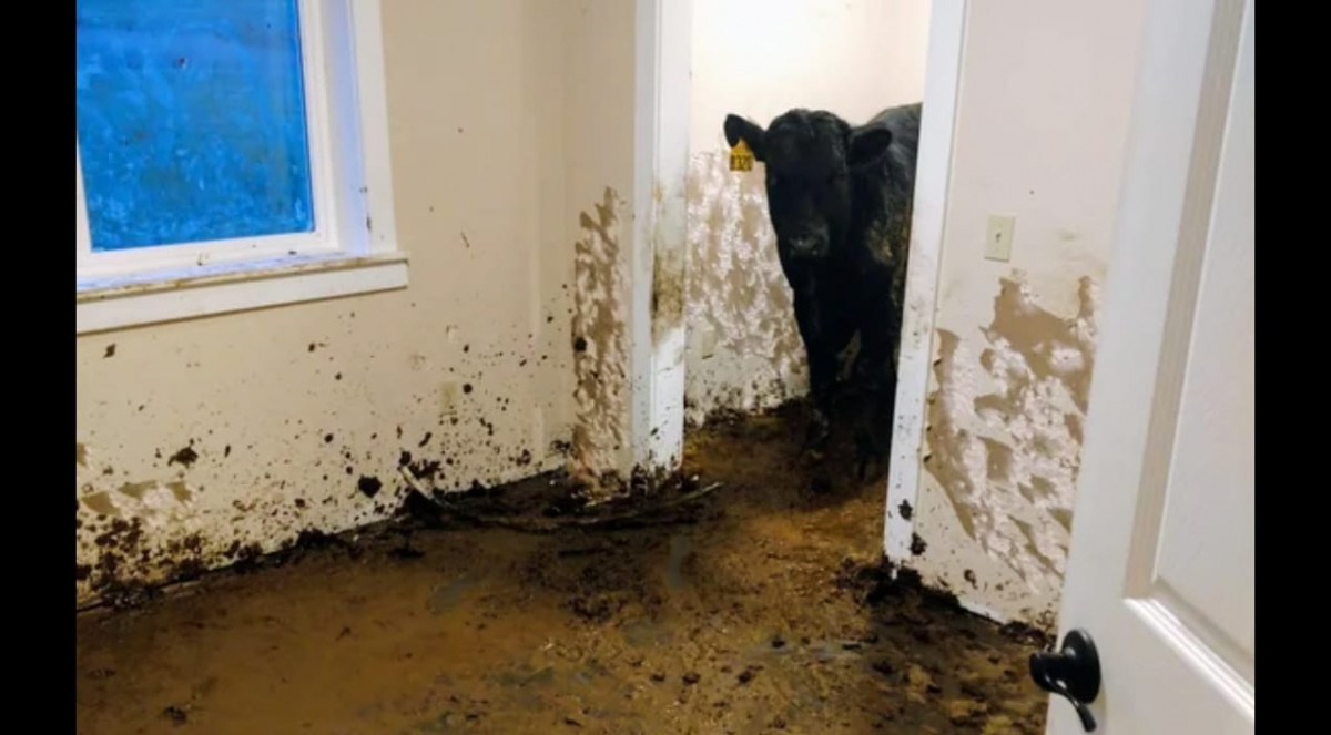 House Destroyed After Cows Break In & Poop Everywhere