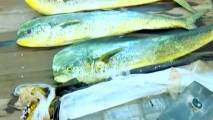 Fishermen’s Sunday Catch Consists Of A Few Fish & $1 Million In Cocaine