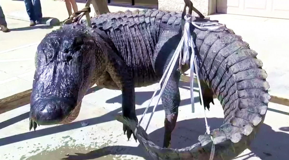 Gator Season Opens With A 700-LB Monster Kill