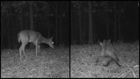 Game Cam Captures 40-Pound Bobcat Attacking Deer