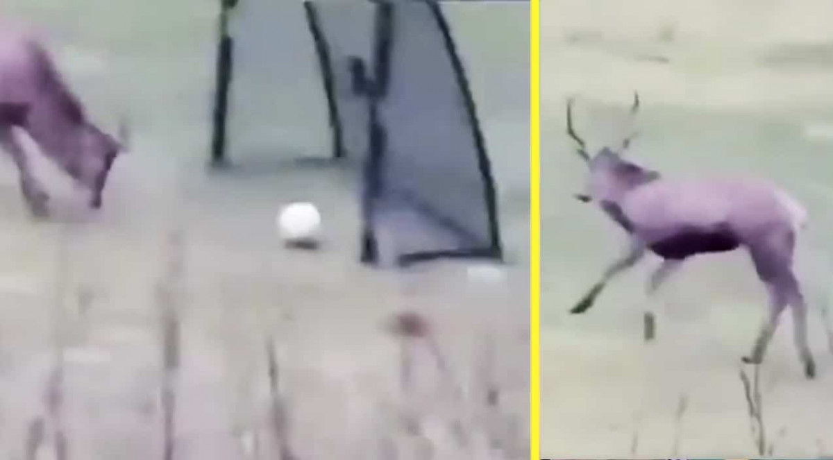 Deer Pushes Ball Into Goal With Antlers - Jumps Around In Celebration