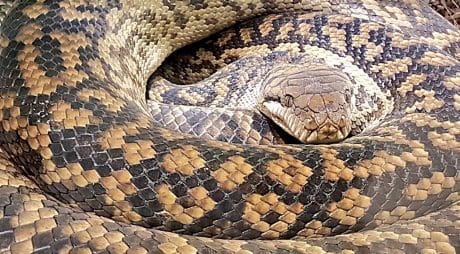15-Foot Python Attacks & Drags 4-Year-Old Boy Into Bushes, Father Saves ...