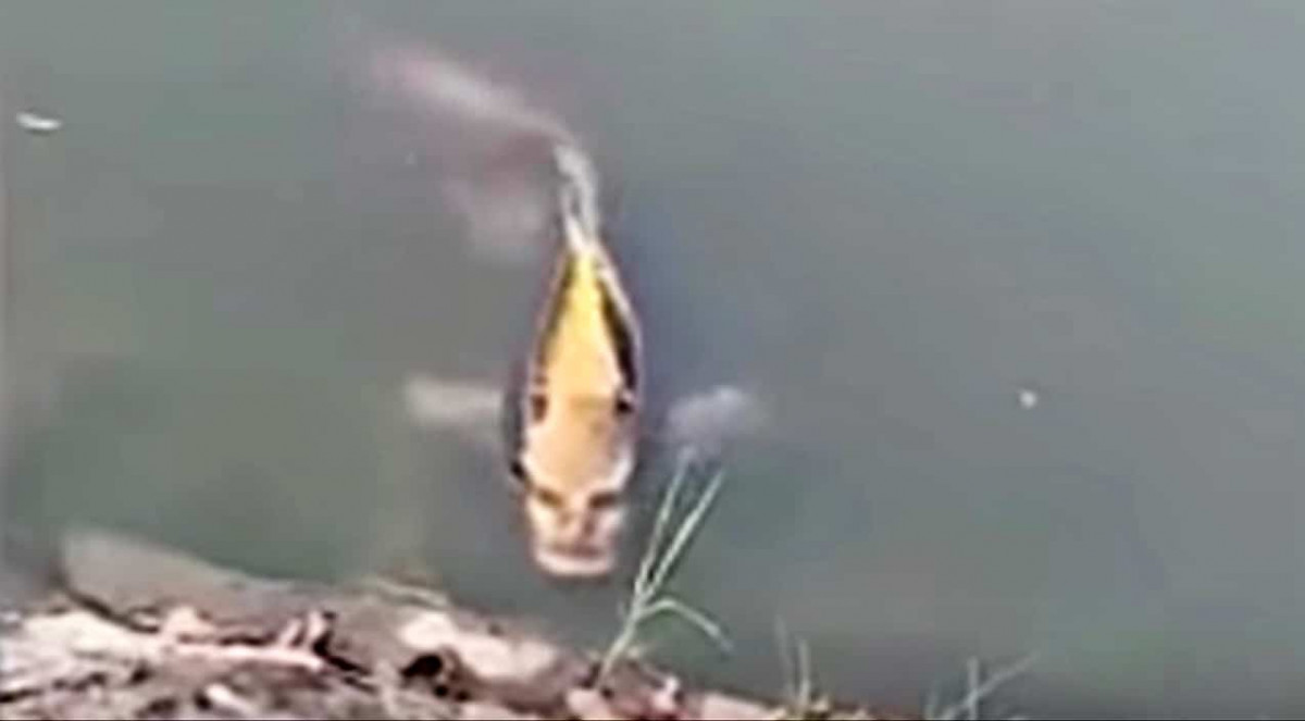 Video Shows Fish With The Face Of A Human
