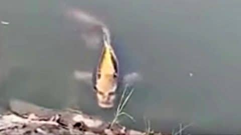 Video Shows Fish With The Face Of A Human | Country Rebel ...