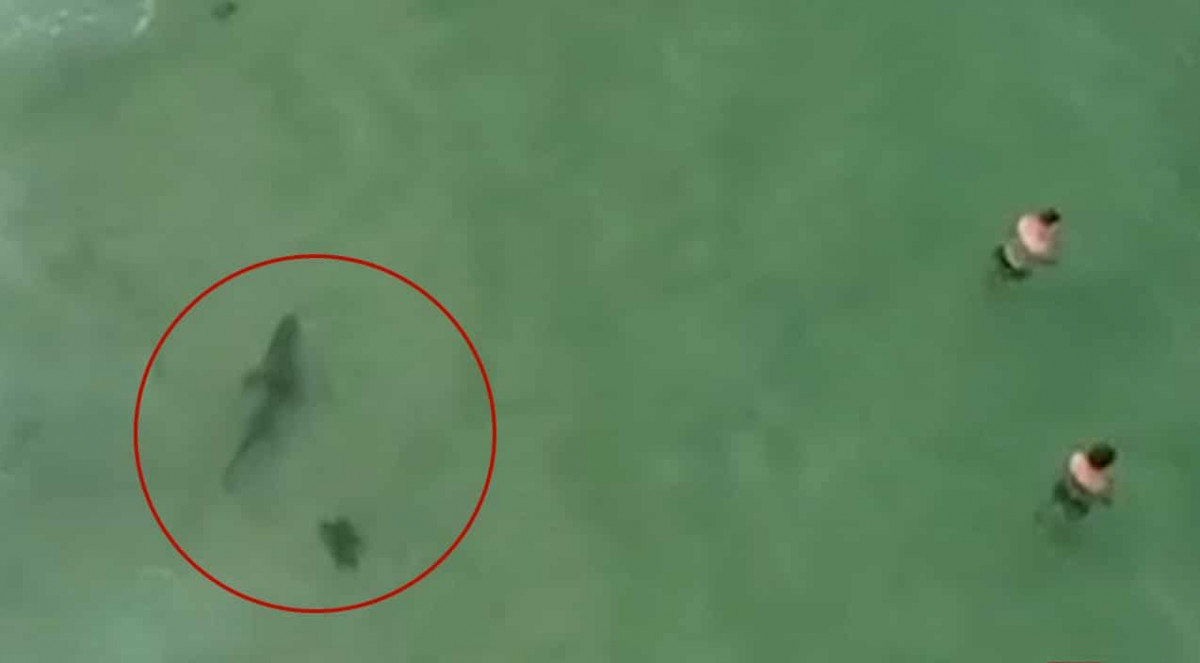 7-Foot Shark Stalks Swimmers - Drone Pilot Spots It & Lady Notifies Them
