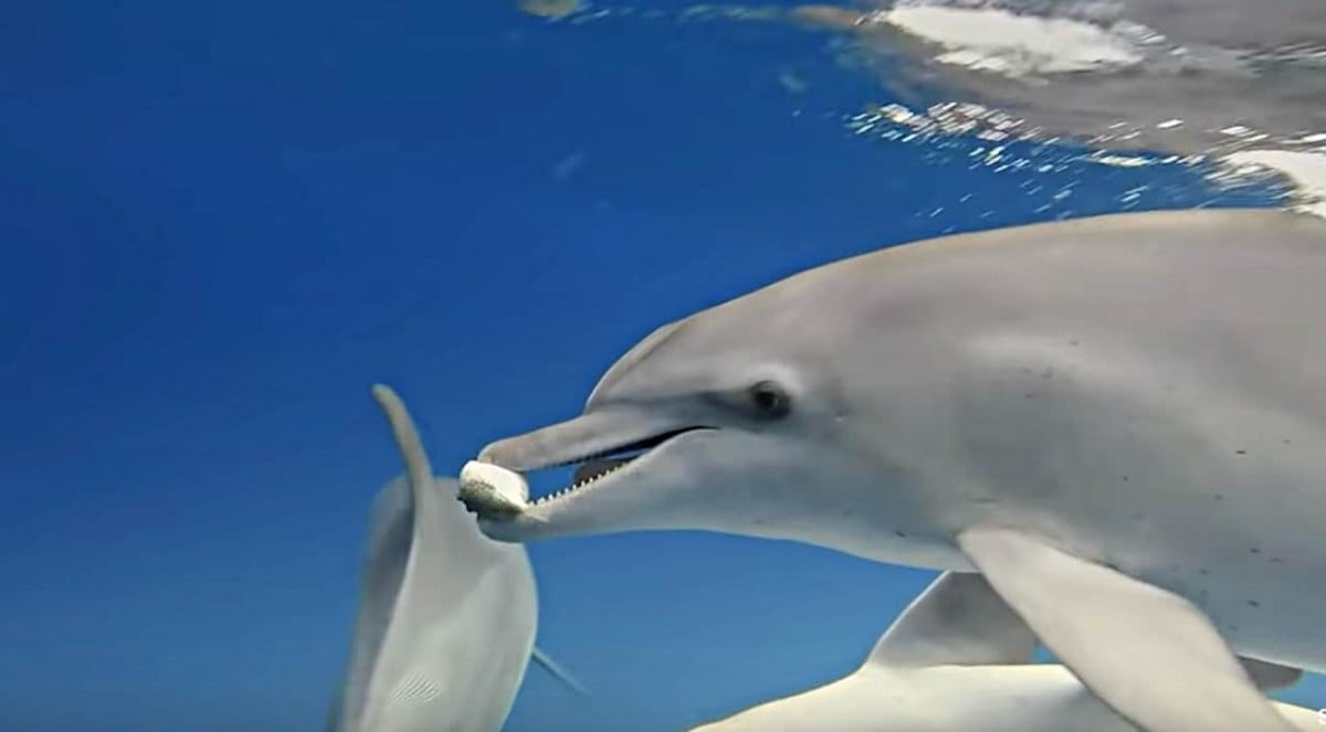 Dolphins Play With Pufferfish To Get High Off Their Poison