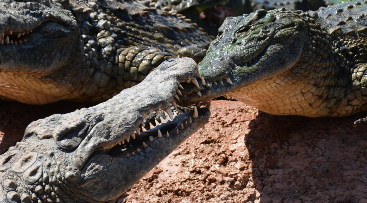 Gator Mating Season Has Arrived: Here's What To Know To Stay Safe