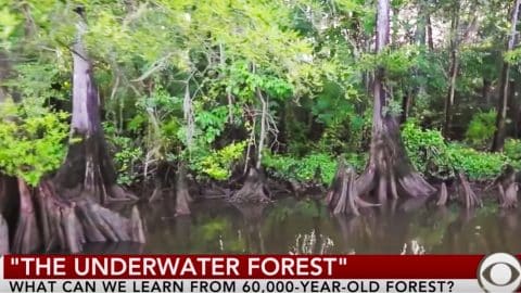 60,000-Year-Old Forest Discovered Underwater – Preserved Trees May Help ...