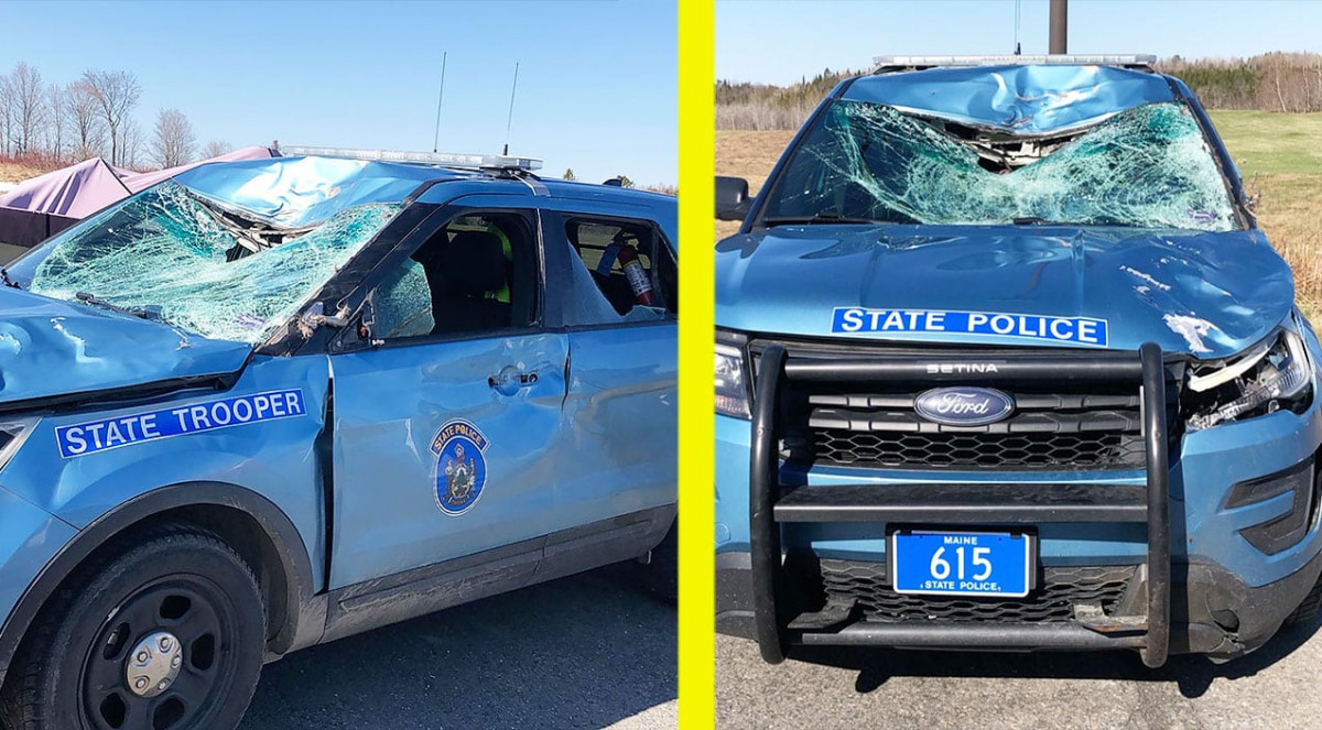 Maine State Trooper Hits Moose On Highway, Destroys Cruiser