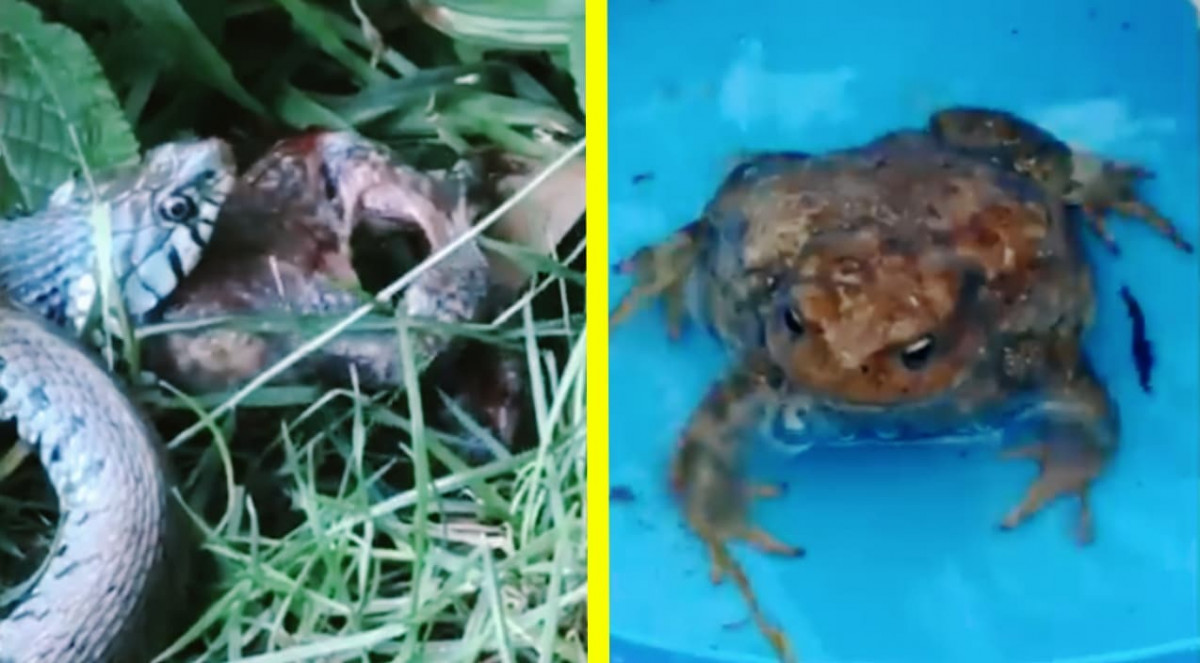 Toad Gets Eaten By A Snake - And Survives