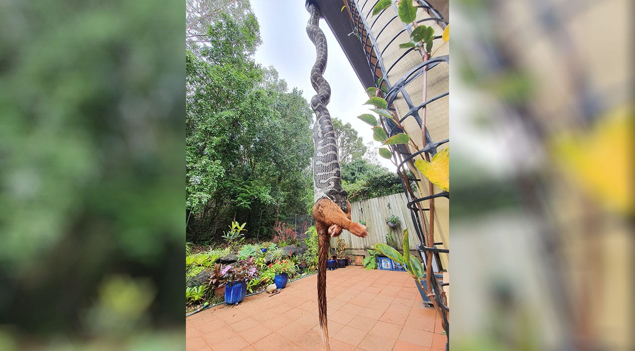 7-Foot Python Caught Hanging From Roof While Choking Down A Possum