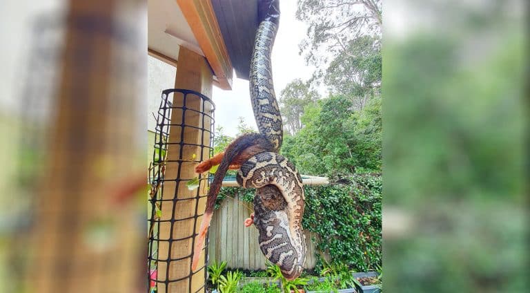 7-Foot Python Caught Hanging From Roof While Choking Down A Possum