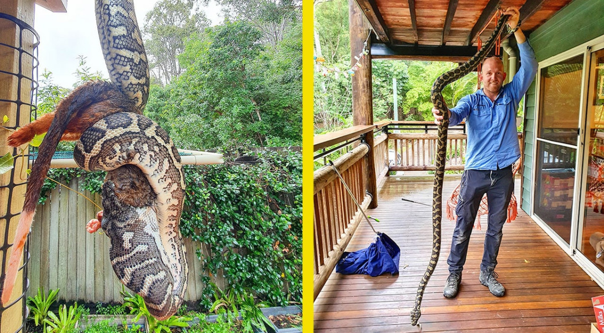 7-Foot Python Caught Hanging From Roof While Choking Down A Possum