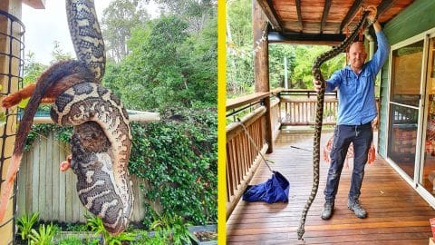 7-Foot Python Caught Hanging From Roof While Choking Down A Possum ...