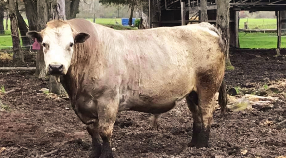 "Highly Aggressive" Beefalo Escapes Butcher - Still On The Loose