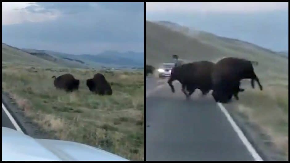Male Bison Brawl On Yellowstone National Park Highway