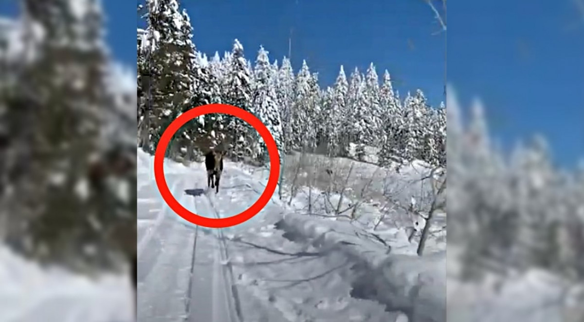 Captured On Camera: Moose Chases Snowmobilers In Yellowstone
