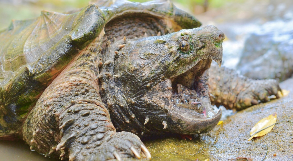 Man Catches 70-Pound Alligator Snapping Turtle With Bare Hands