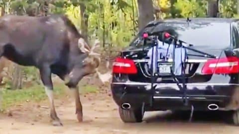 Moose Destroys Parked Car, Man Videos The Attack | Country Rebel ...