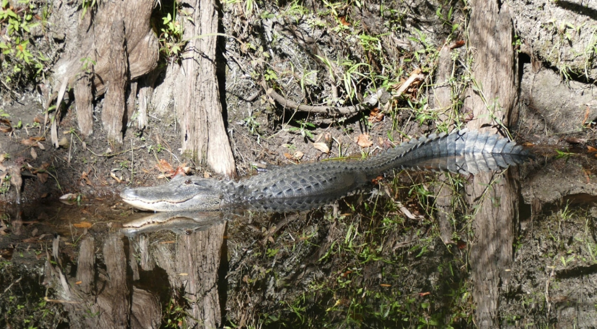 14ft Gator Flips Two Kayakers Over, Blocks Them From Shore
