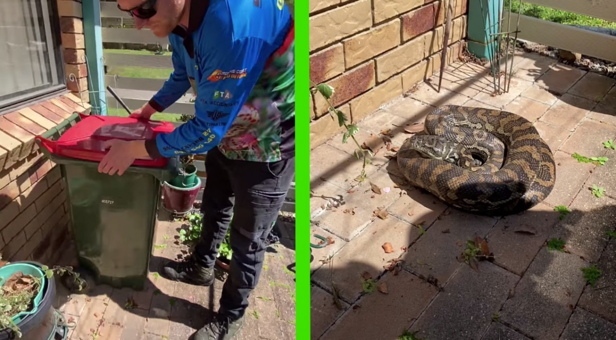10-Foot Python Found Under Woman's Trash Bin On Front Porch