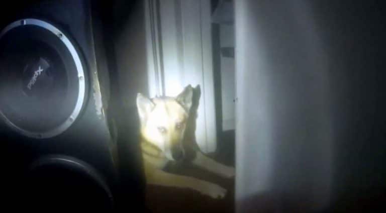 Footage Captures Firefighter Saving Dog Inside Burning Home