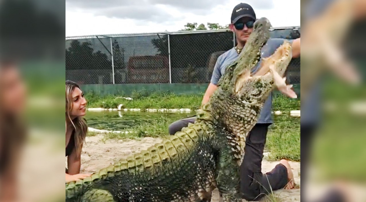 Alligator 'Embarrassed' When He Doesn't Catch His Snack