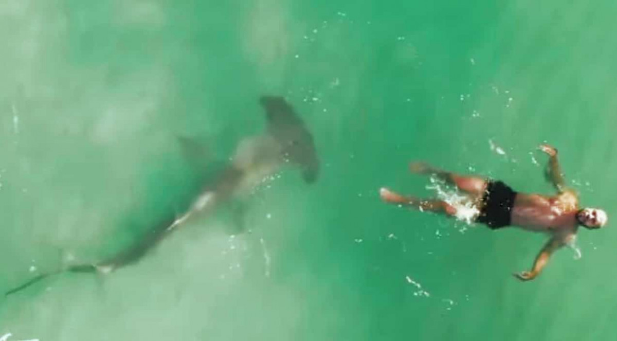 Drone Operator Finds 9ft Hammerhead Shark Lurking Under Swimmer