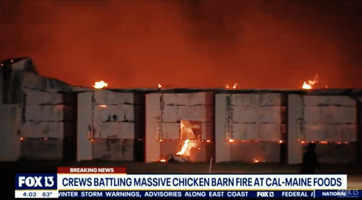 Fire Kills 240,000 Chickens - $1M In Damages