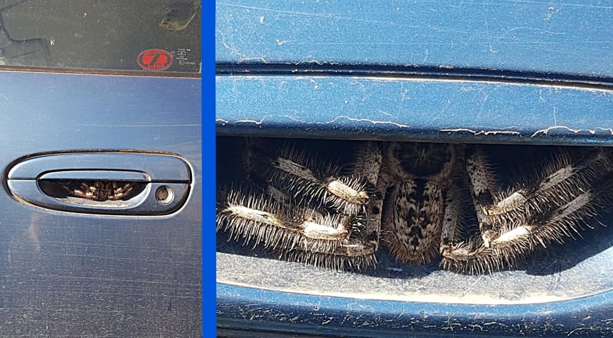 Woman Finds Spider Under Her Car Door Handle