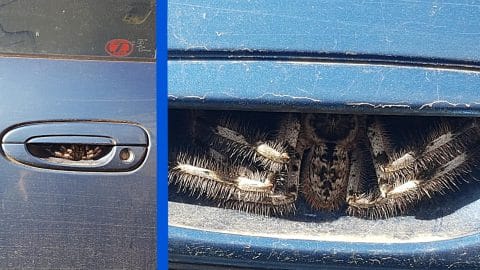 Woman Finds Spider Under Her Car Door Handle | Country Rebel ...