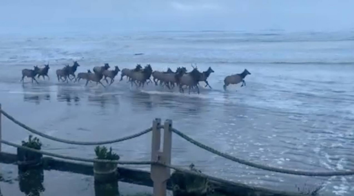 20 Elk Escape Ocean Waves While Running Down Shoreline