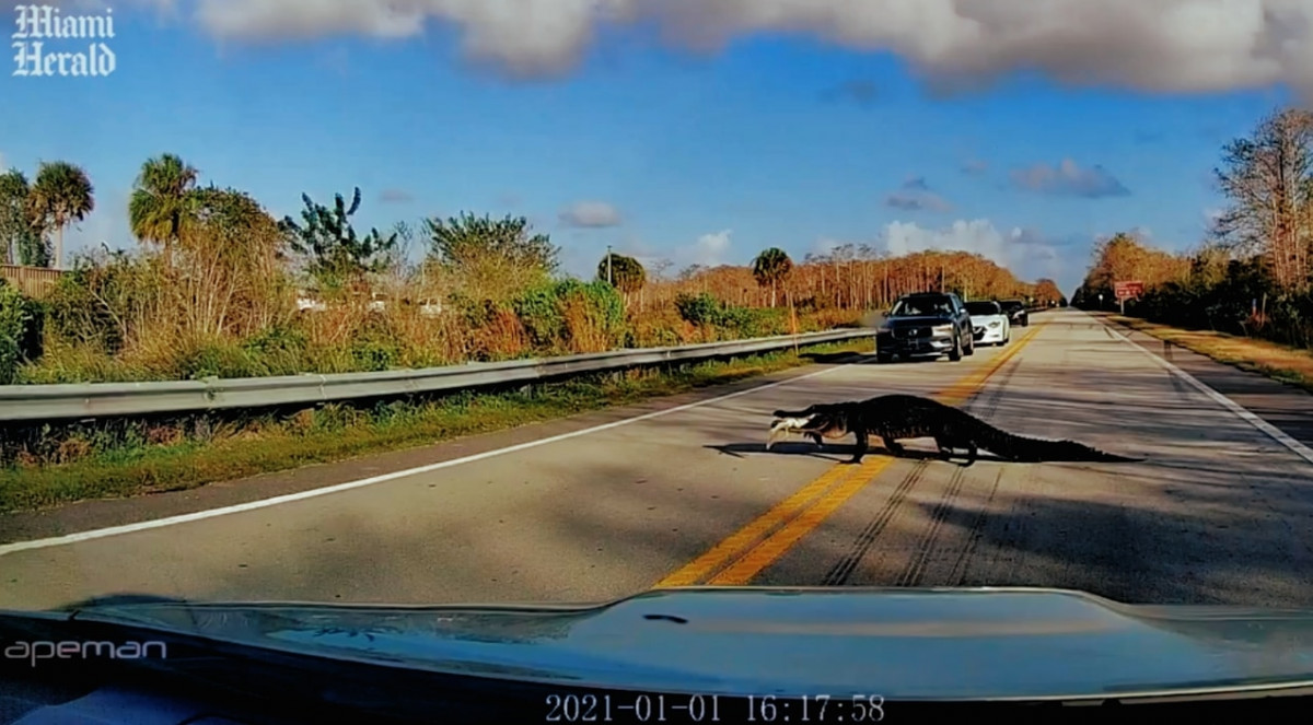 Gator Eating Road Kill Stops Traffic In Florida