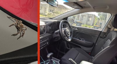 Huntsman Spider Turns Car Into Its Nest And Has 200 Babies