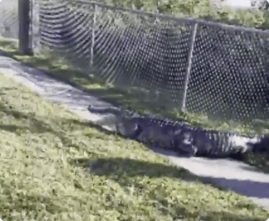 10ft Florida Gator Removed From Middle School Walking Path