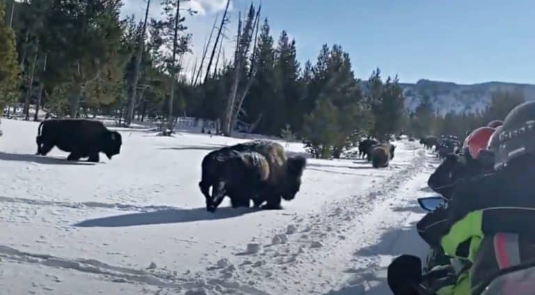 Tourists Encounter A Herd Of Bison On Wintery Yellowstone Tour