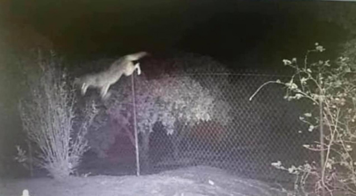 "Incredible Shot" Captured Of Coyote Jumping 6ft Fence