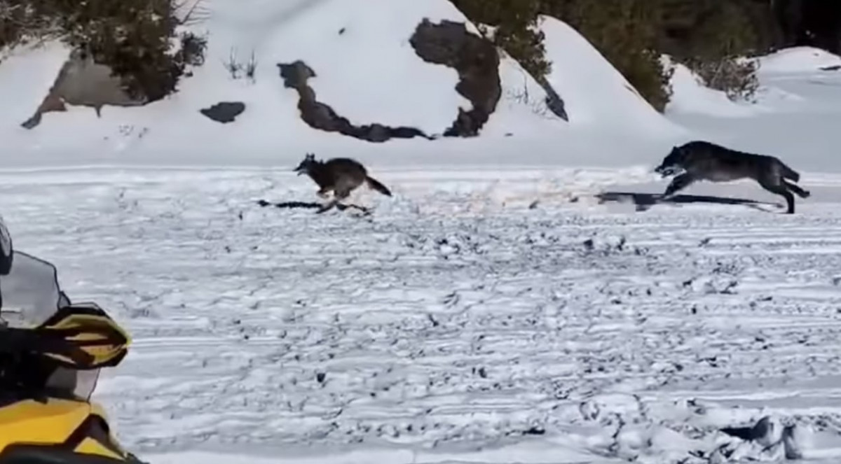 2 Wolves Chasing A Coyote Run By Fisherman