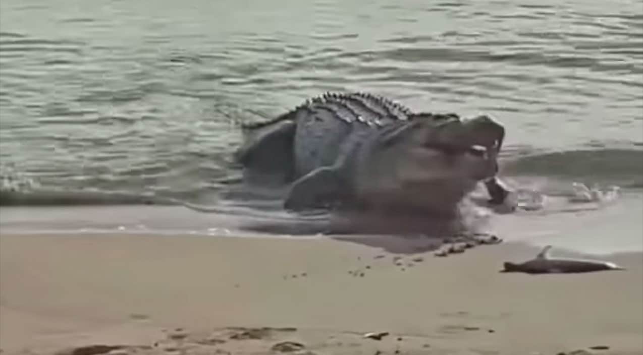 Crocodile Eats Shark Whole While Woman Films Encounter