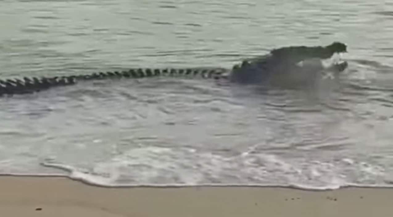 Crocodile Eats Shark Whole While Woman Films Encounter