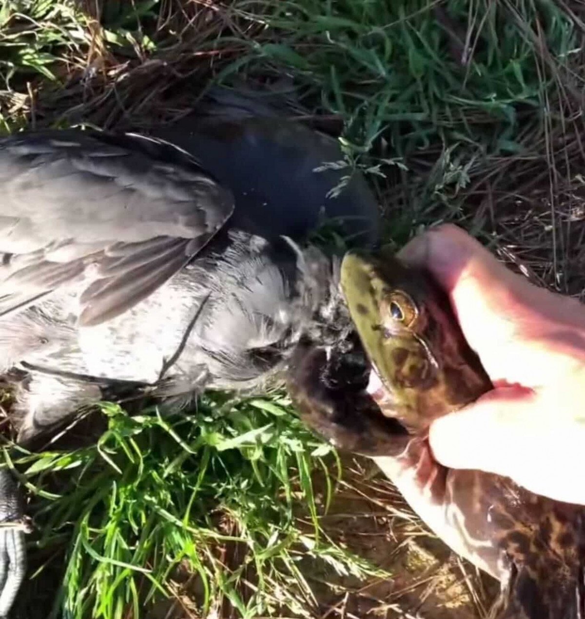 Frog Tries To Eat Bird 3 Times Its Size