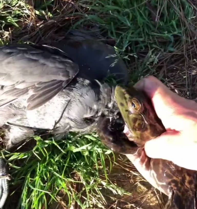 Frog Tries To Eat Bird 3 Times Its Size