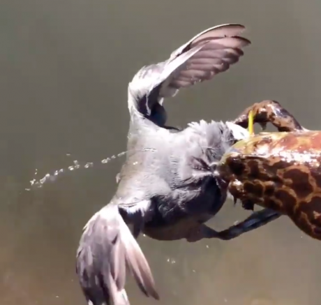 Frog Tries To Eat Bird 3 Times Its Size | Country Rebel ...